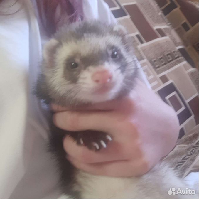 Хорек бесплатно