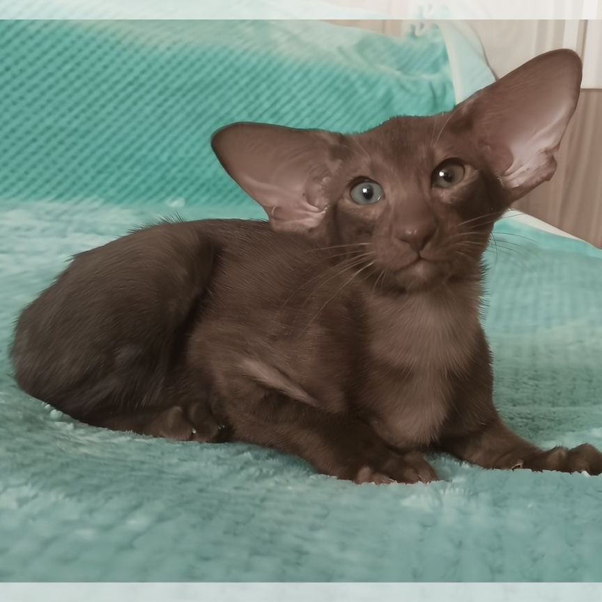 Ориентальный котёнок