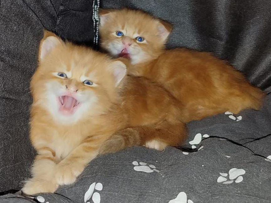 Котята мейн-кун