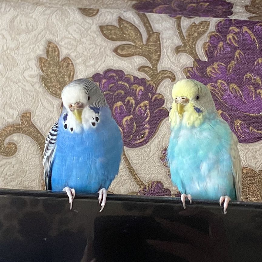 Попугай вместе с клеткой