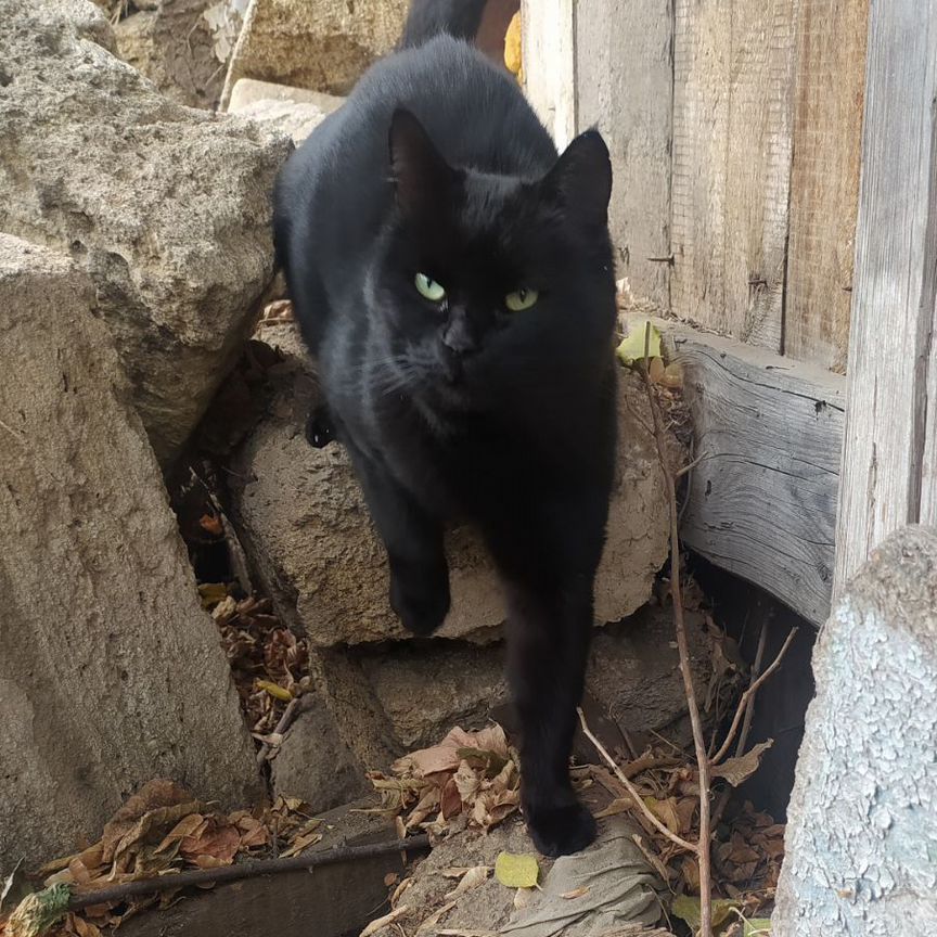 Котик в добрые руки