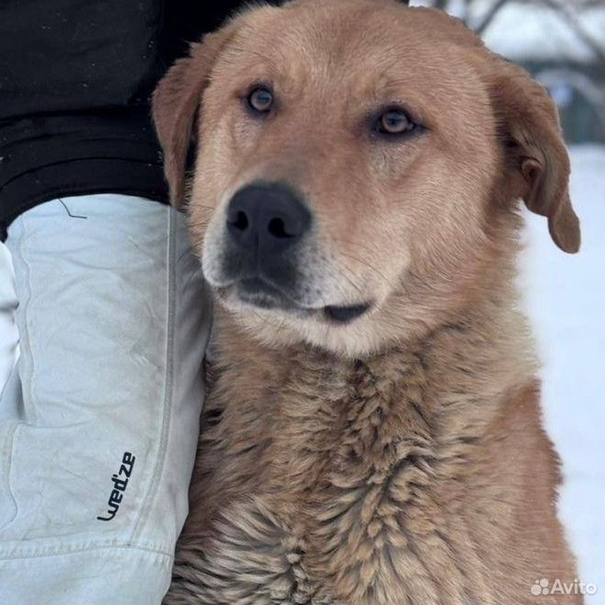 Собака пёс в добрые руки