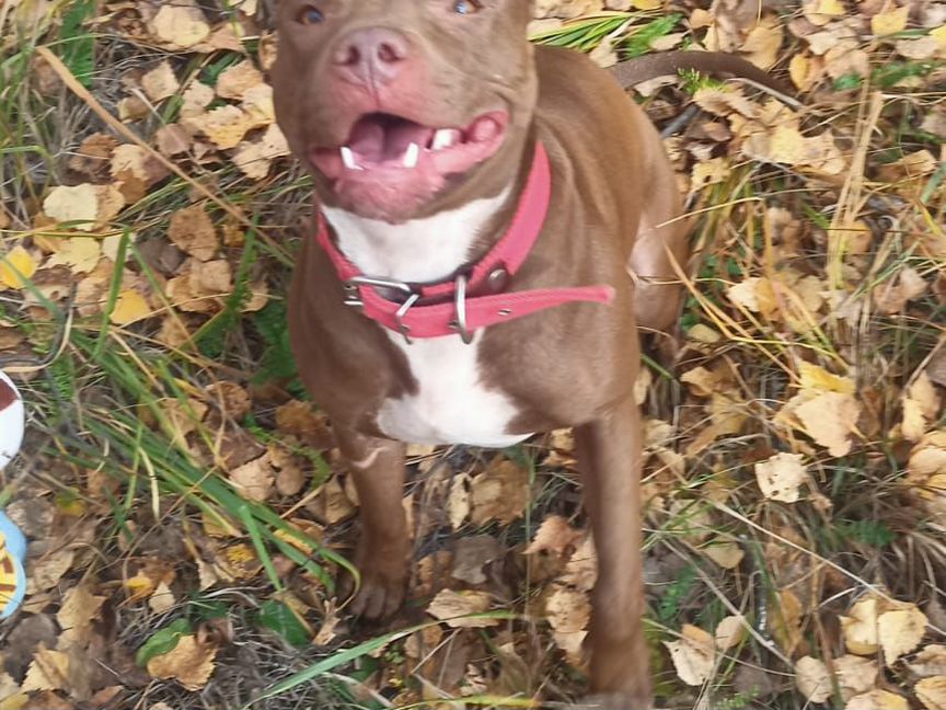 Питбультерьер