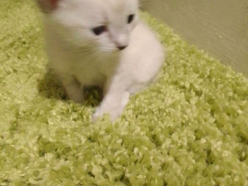 Кошка невская маскарадная котята