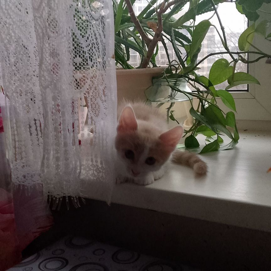 Домашнее животное, котята