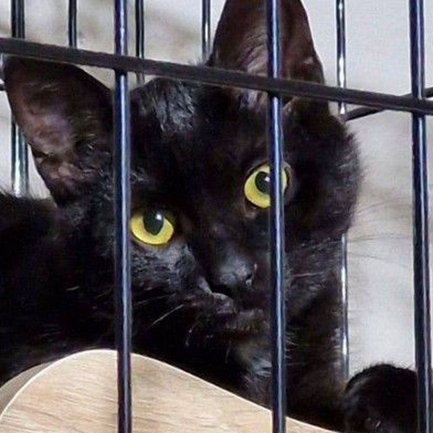 Котёнок грустит в клетке