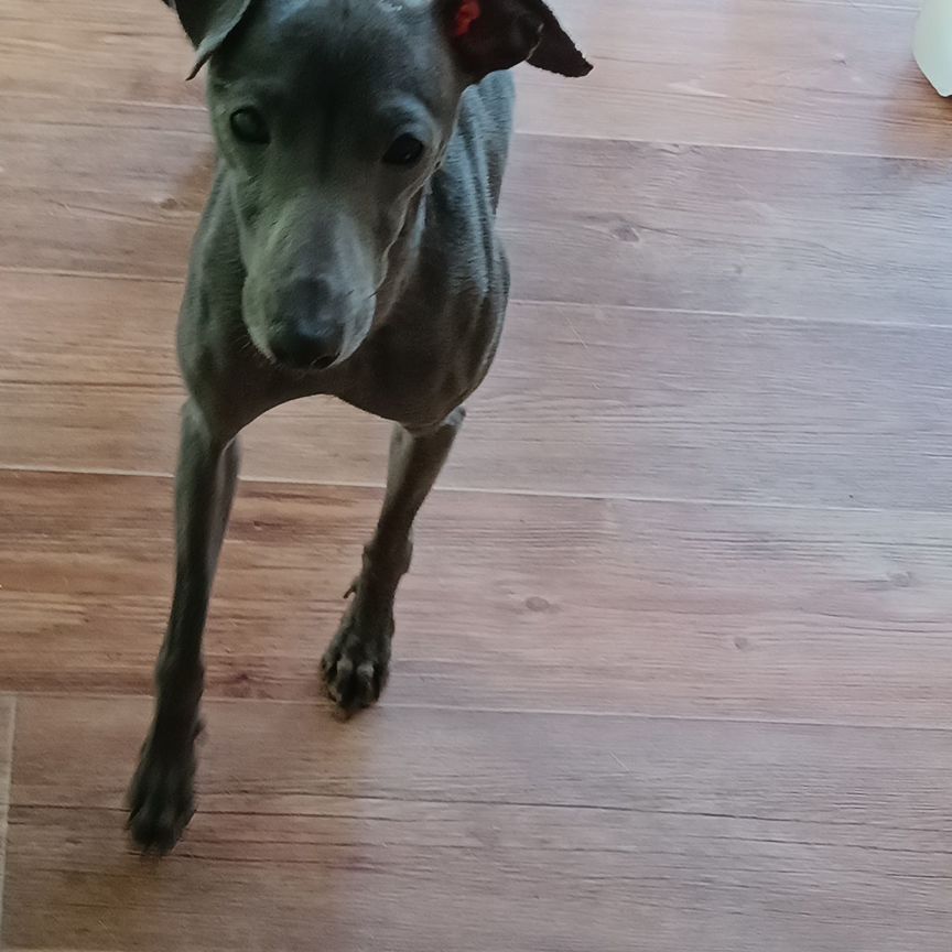 Девочка левретка