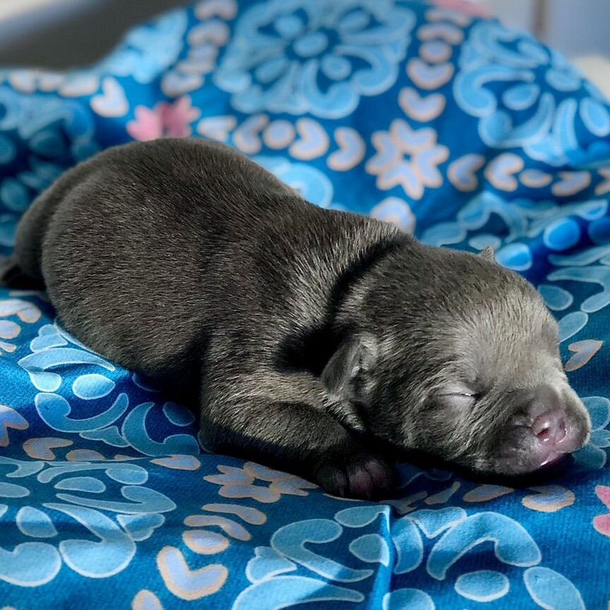 Американский булли