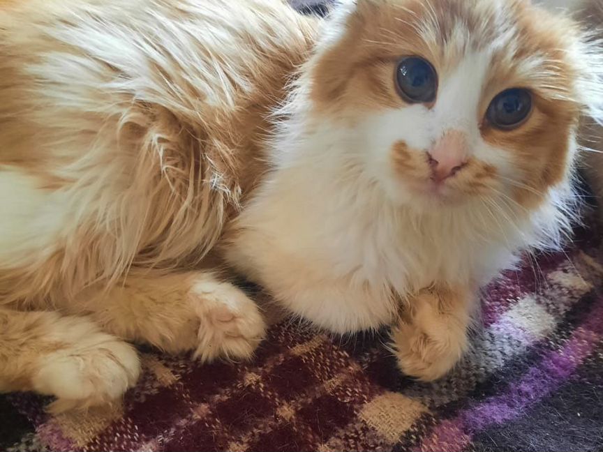 Котенок девочка в добрые руки