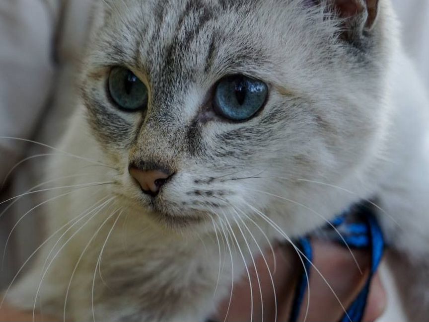Кошка в добрые руки