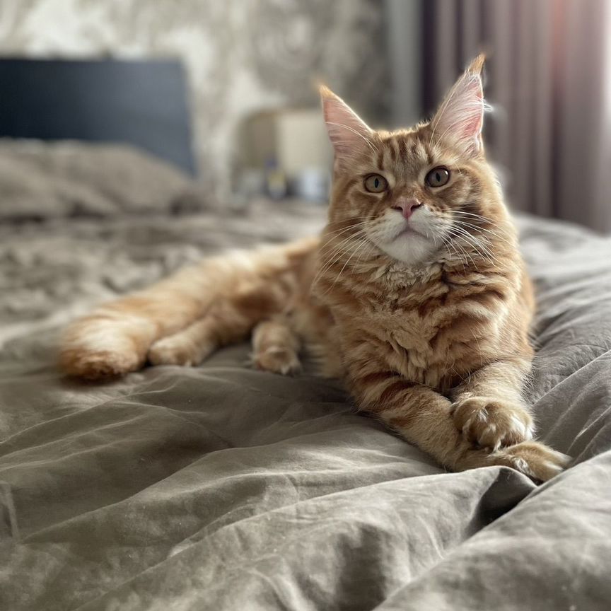 Котята мейн-кун