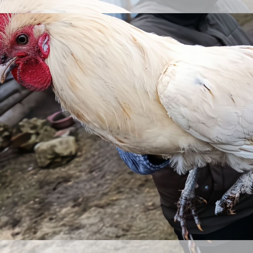 Два молодых петуха