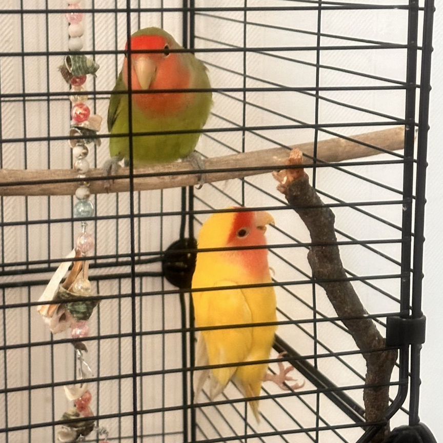 Попугаи неразлучники с метровой клеткой