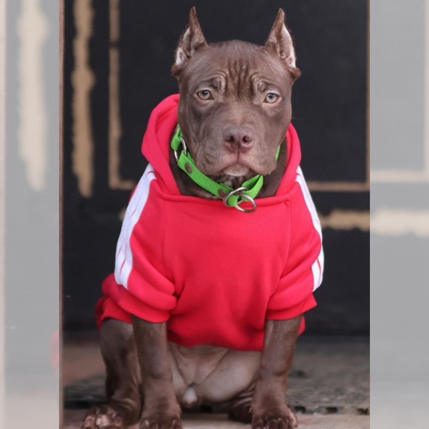 Американский булли, щенок