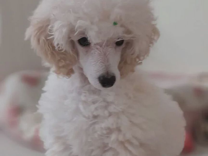 Белоснежный Одуванчик