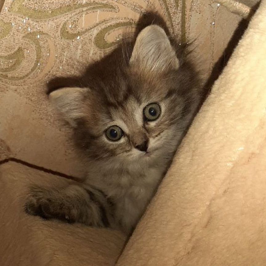 Сибирские котята