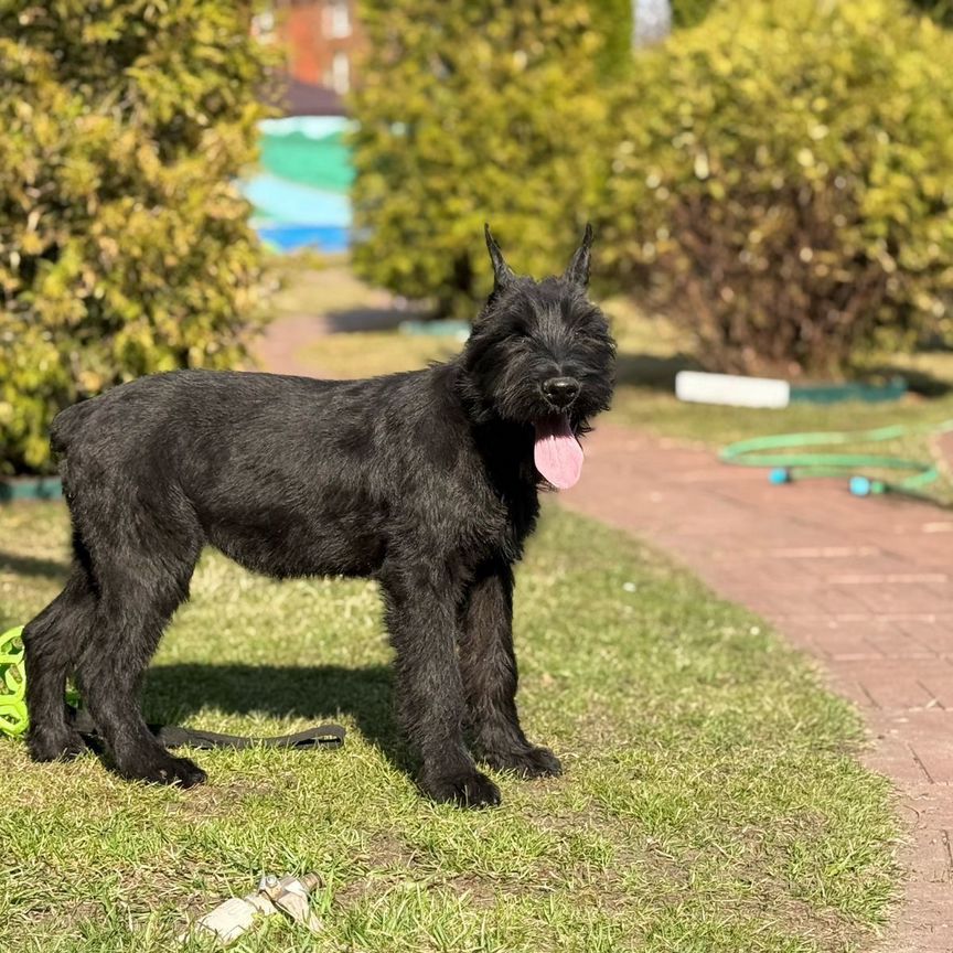 Щенки ризеншнауцера