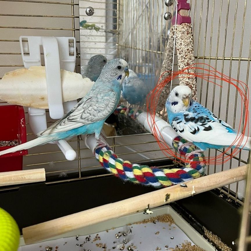 Волнистый попугай девочка