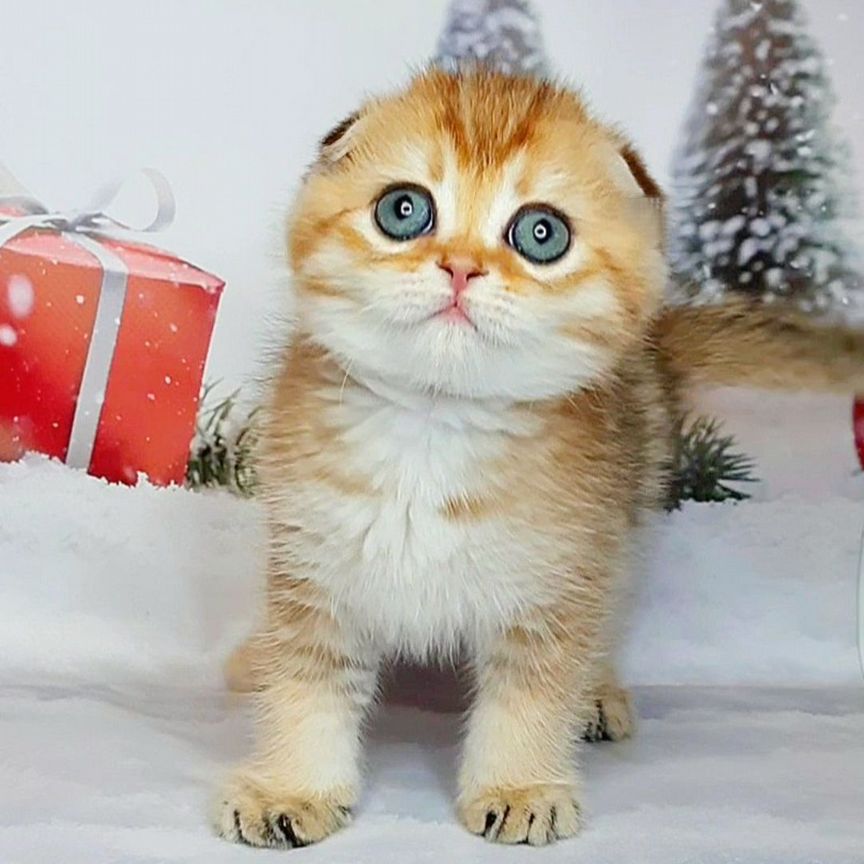 Шотландский вислоухий медвежонок с документами