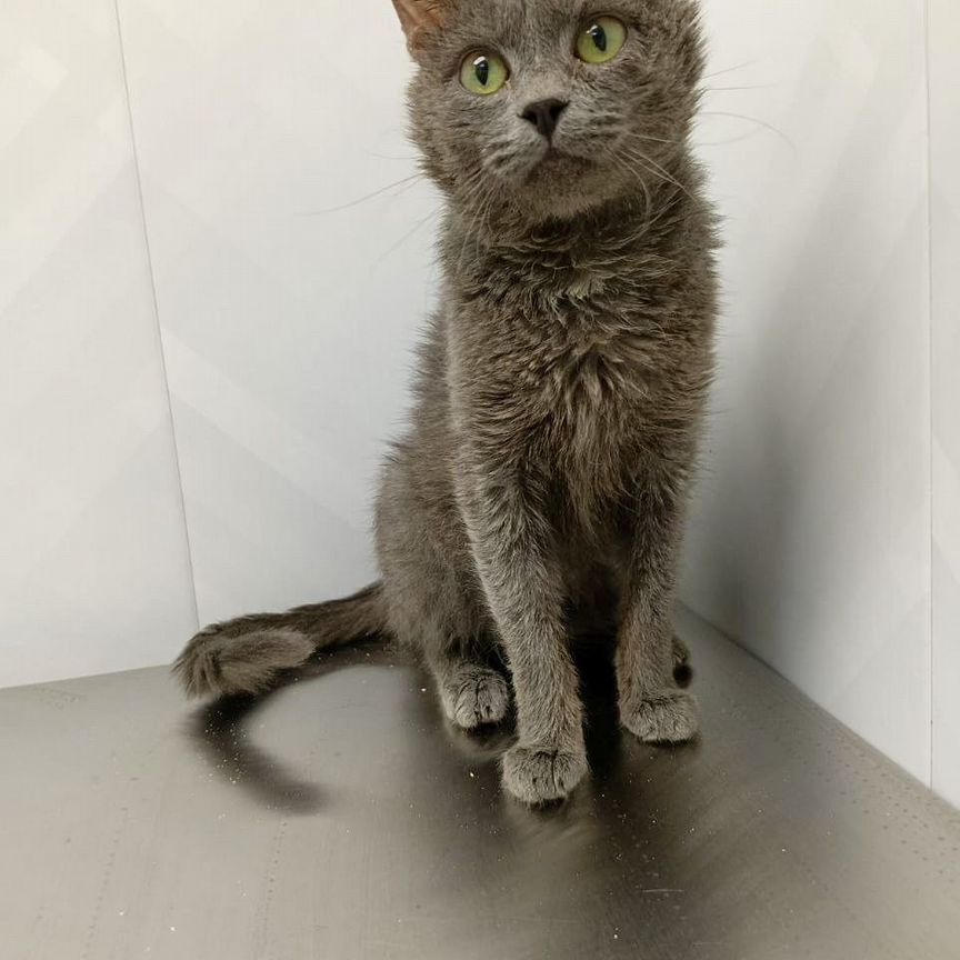 Котенок типаж русская голубая в добрые руки