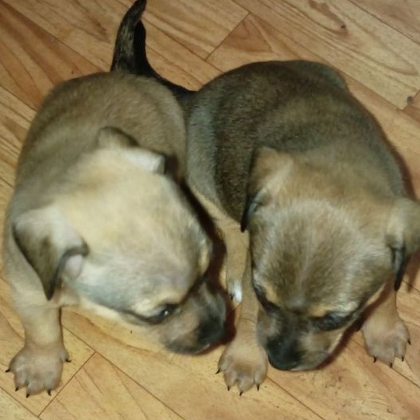 Щенок от частного владельца