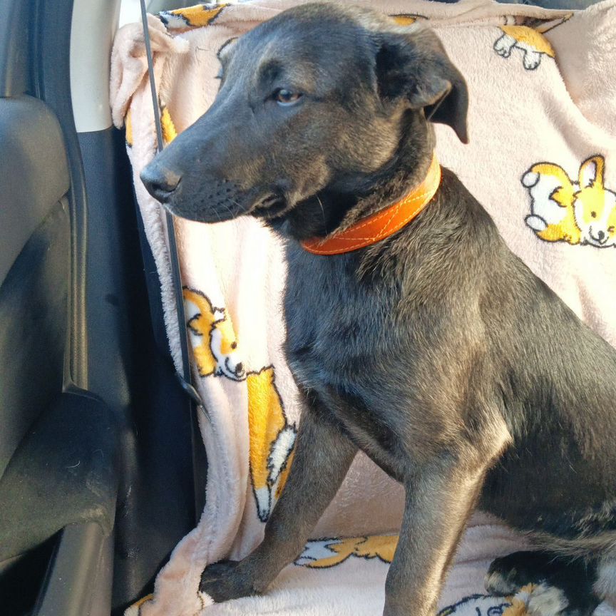 Щенок ищет дом, привезу