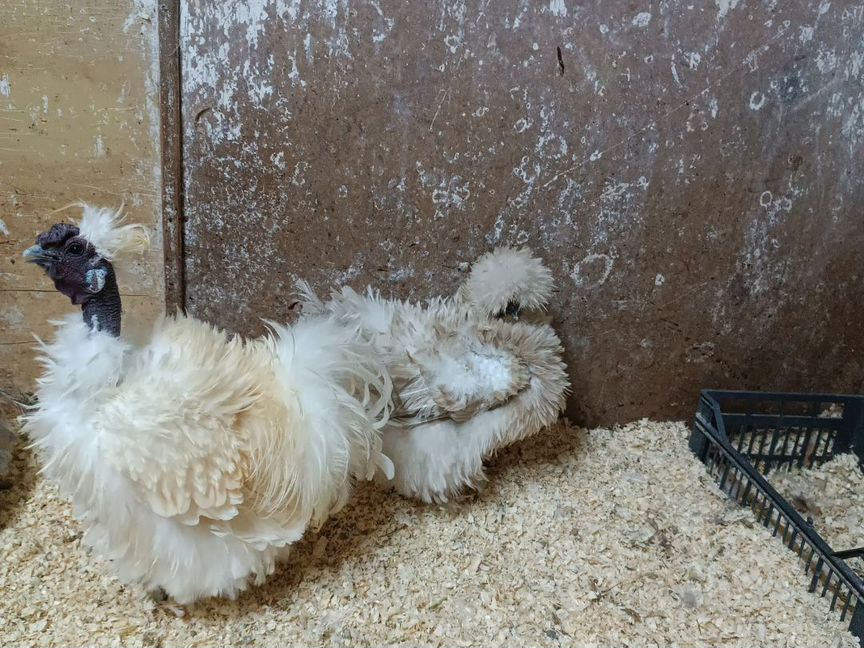 Инкубационное яйцо китайской шёлковой сизли-фризли