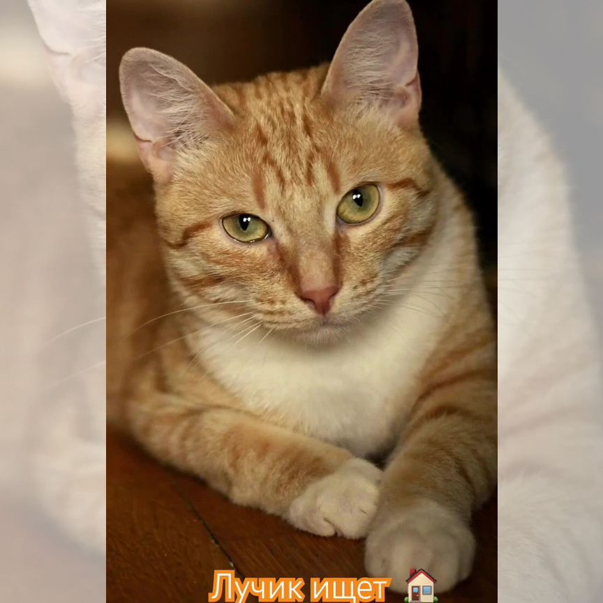 Персиковый Лучик ищет дом