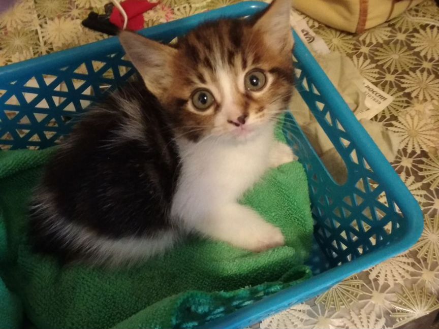 Котенок.Мальчик.1мес.10дн