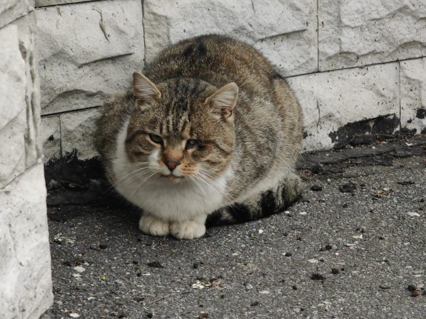 Котик обалденный погибает в добрые руки