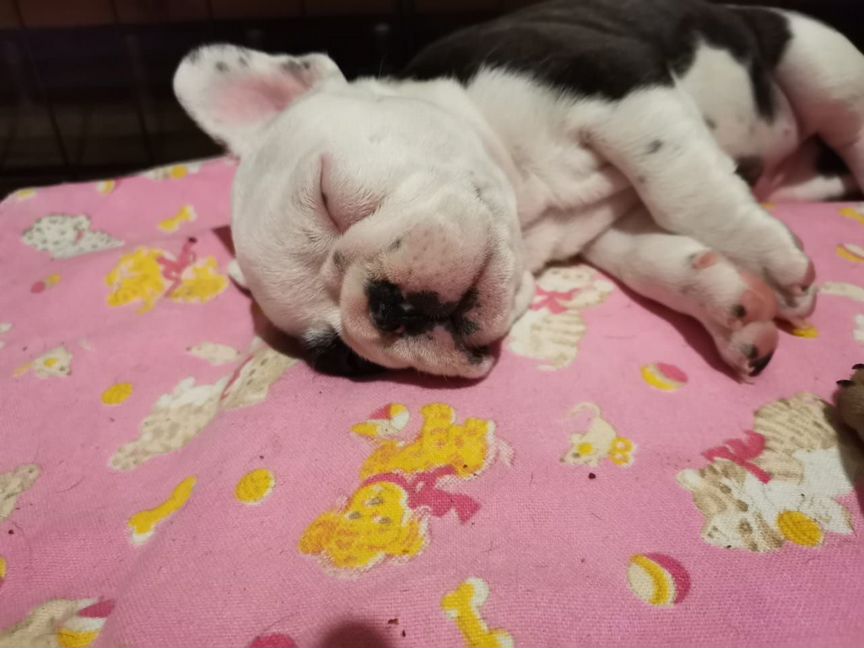 Французский бульдог