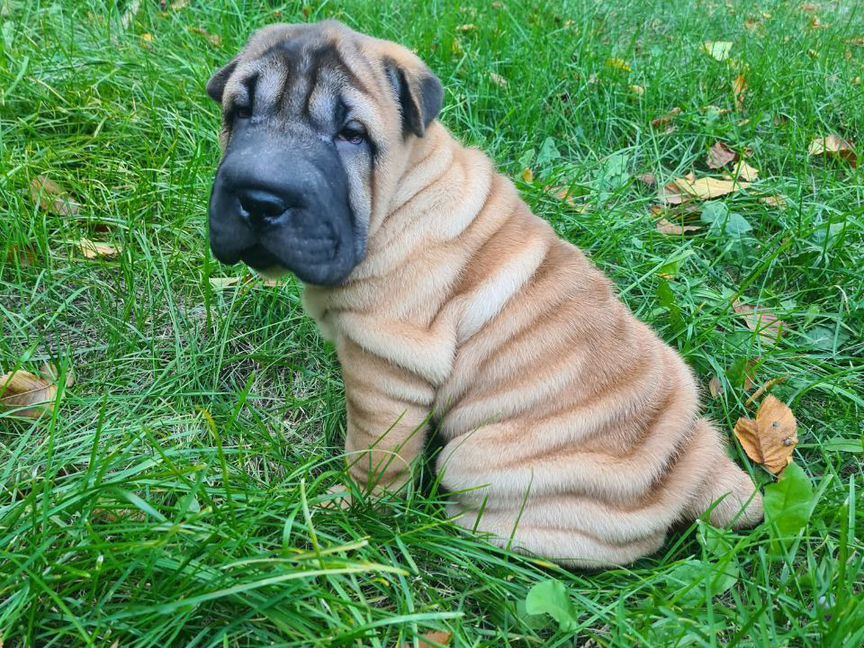 Щенки шарпей