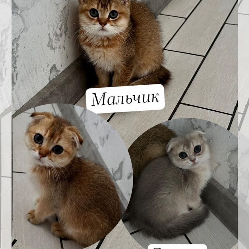 Котята золотая шиншилла
