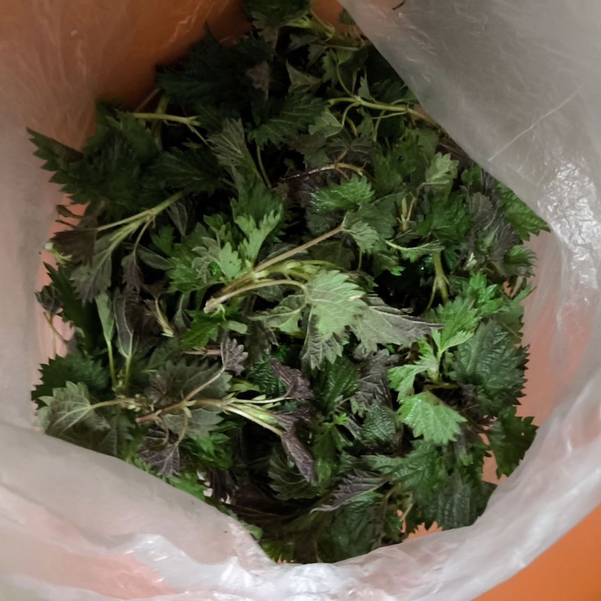 Крапива свежая