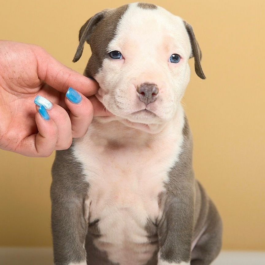 Американский стаффордширский терьер, щенок