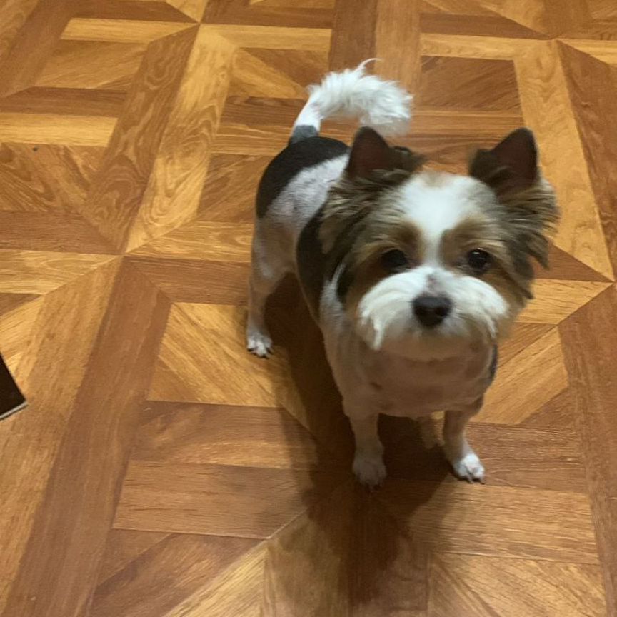 Бивер взрослая девочка Боня