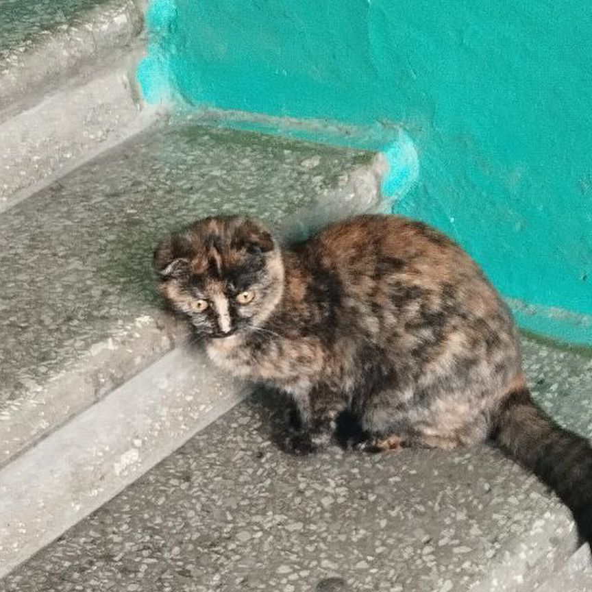 Взрослая, Девочка кошка в добрые руки