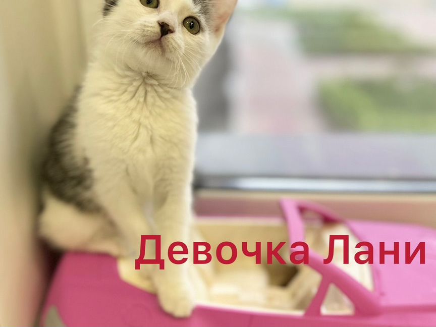 Малыши- крепыши ждут хозяев