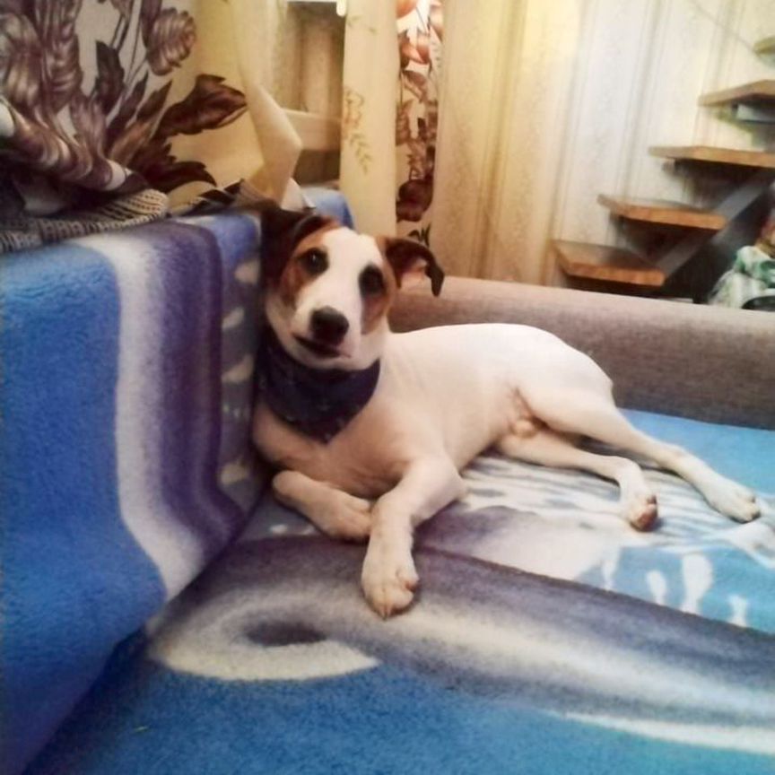 Щенок джек рассел