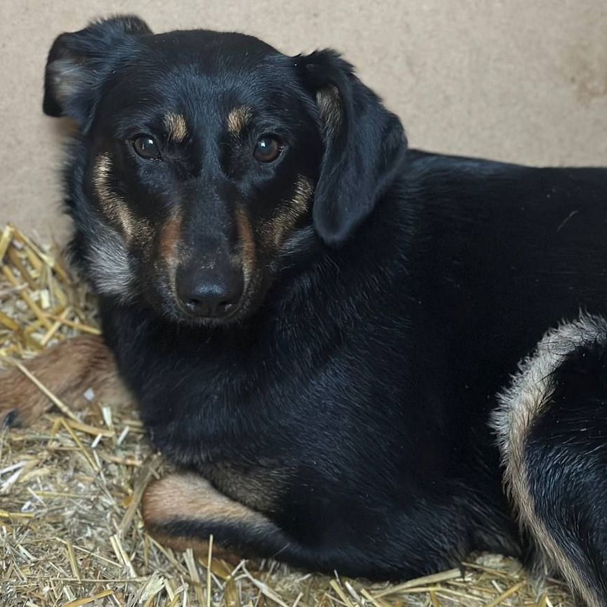 Эми из приюта ищет маму