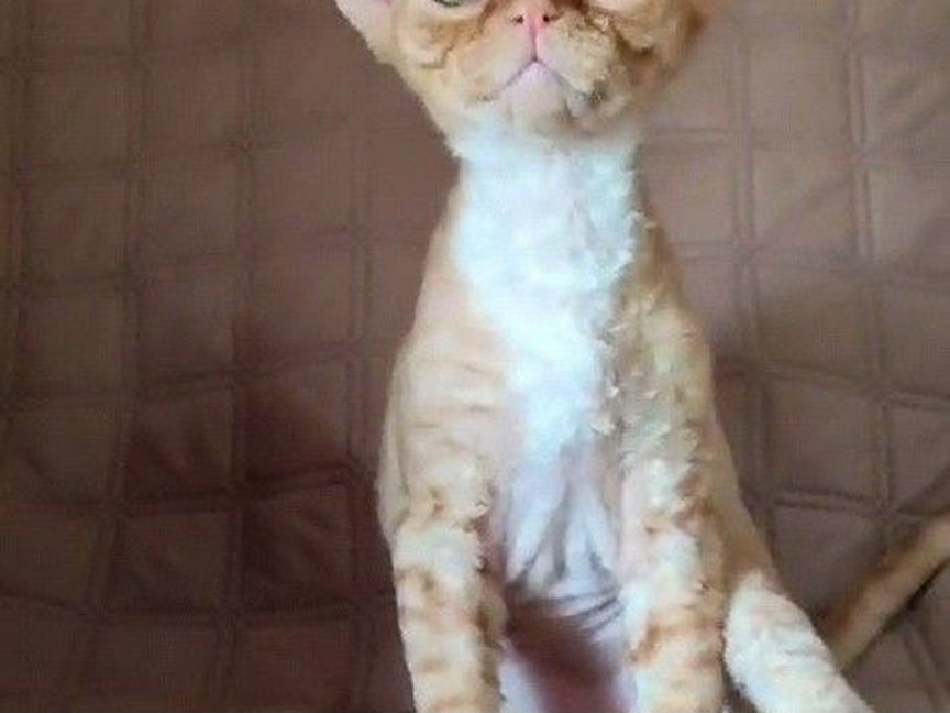 Котята девон-рекс