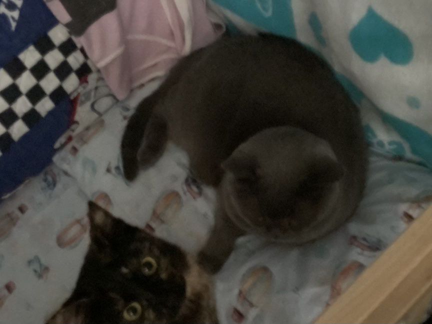 Кошка и Кот