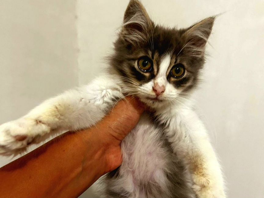 Котенок Бублик в дар