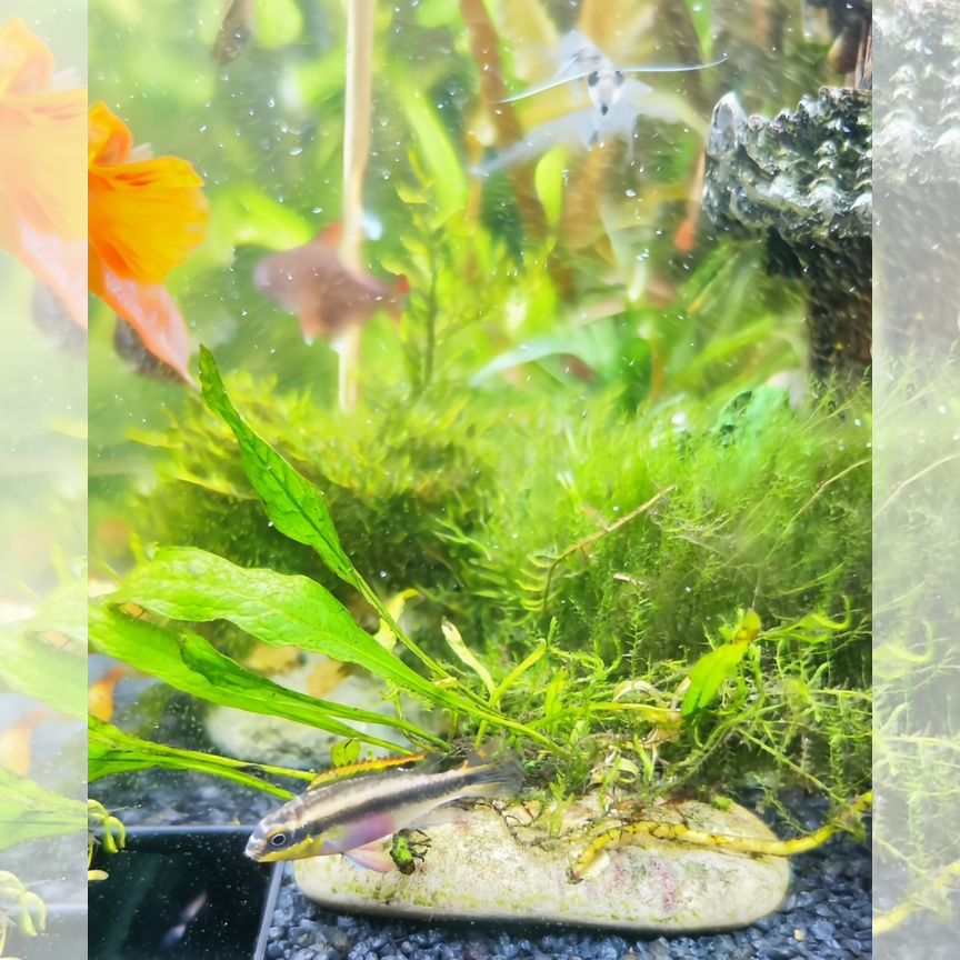 Пельвикахромис пульхера