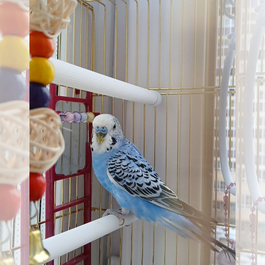 Волнистый попугай