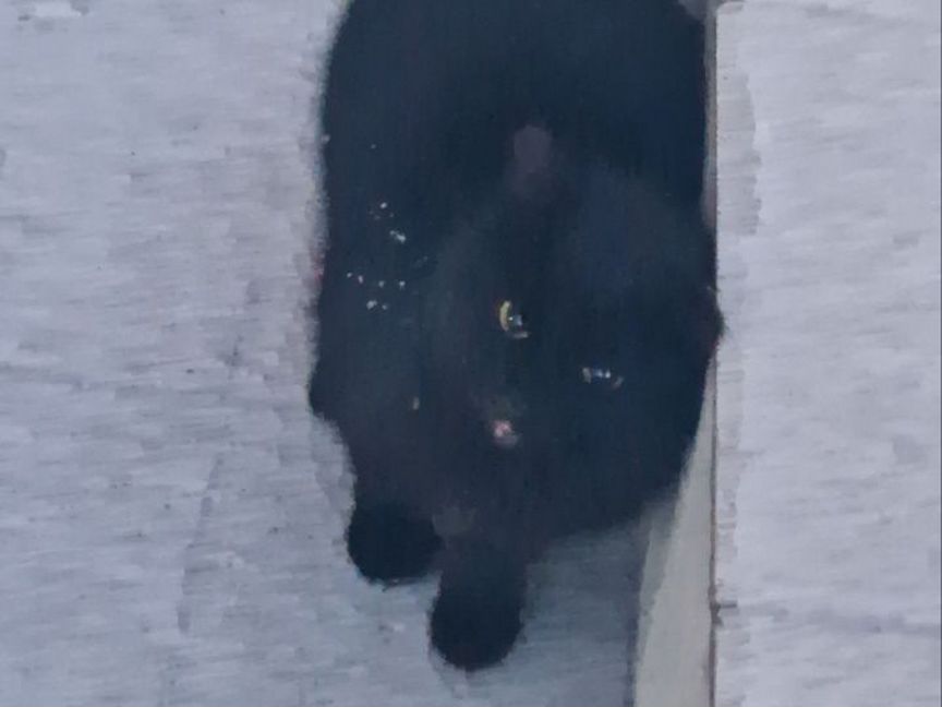 Котики бесплатно в добрые руки