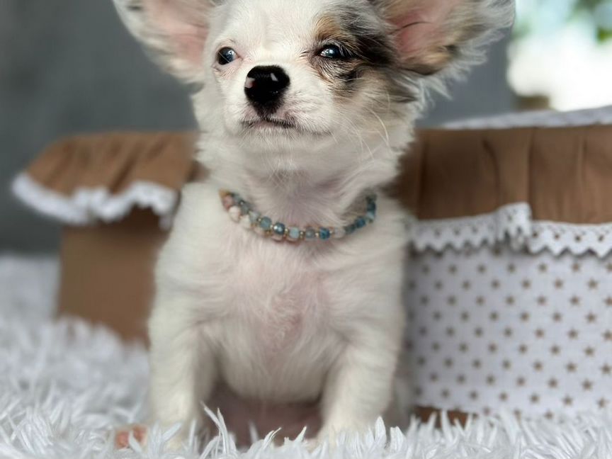 Щенки чихуахуа длинношерстные мини