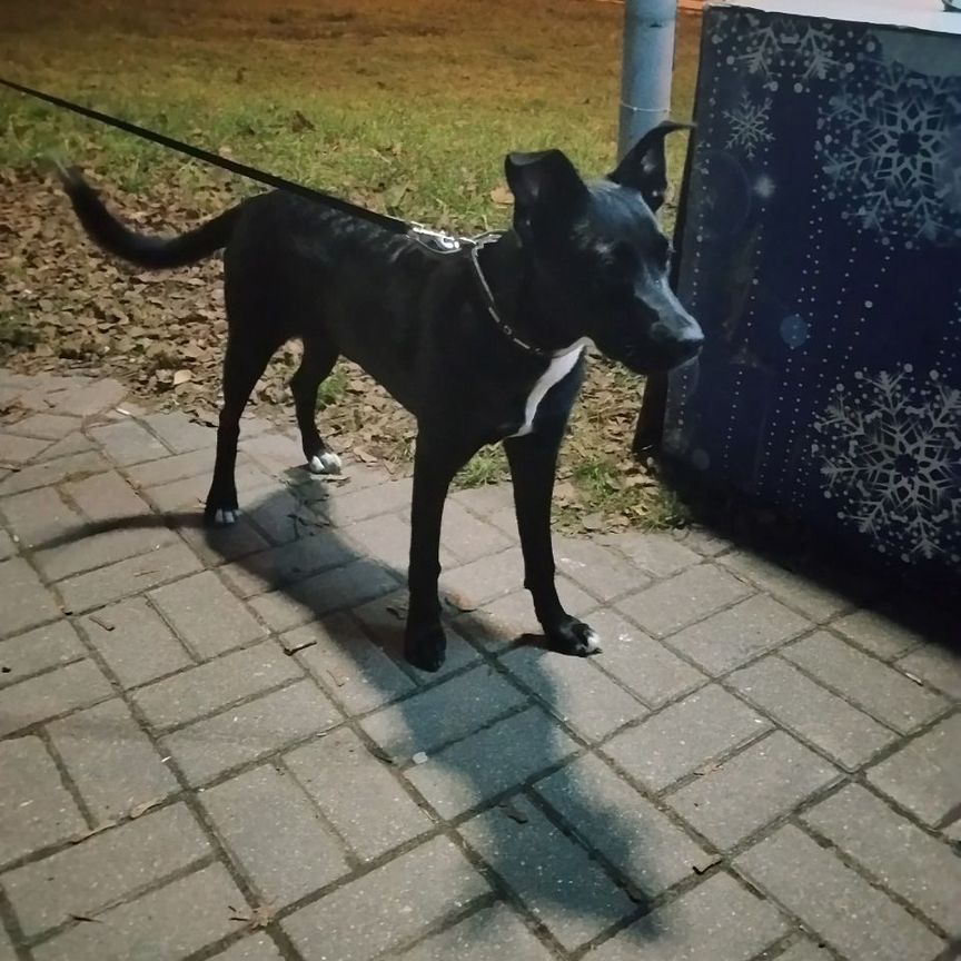 Взрослая собака в добрые руки