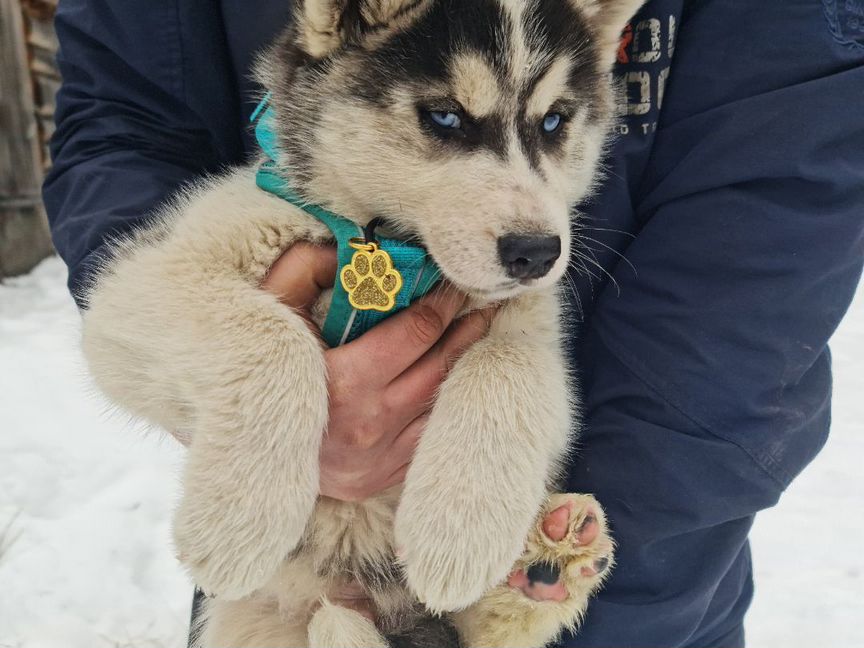 Щенки сибирской хаски мальчики