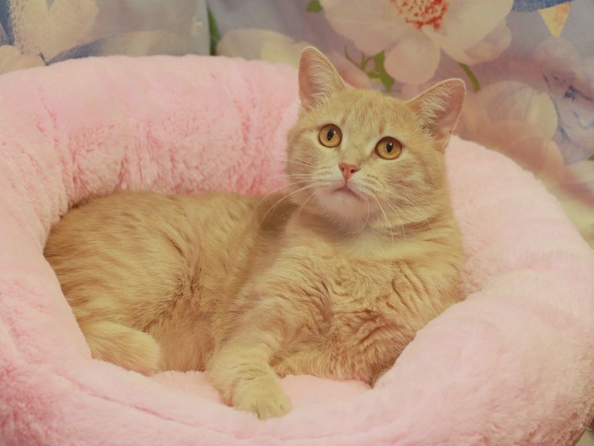 Кошечка Сима, ей 2,5 года